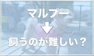 マルプーのデメリットは激しい性格？うるさいし落ち着きがない？体重推移や成犬は可愛くない・可愛いのかどうかも調査！ | 犬のいる生活