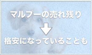 マルプーのデメリットは激しい性格？うるさいし落ち着きがない？体重推移や成犬は可愛くない・可愛いのかどうかも調査！ | 犬のいる生活